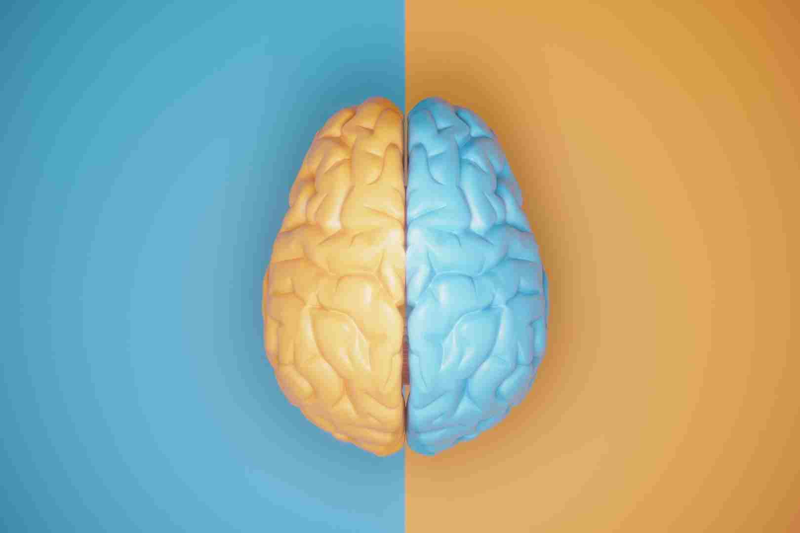 La importancia de los lóbulos frontales en acciones cotidianas
